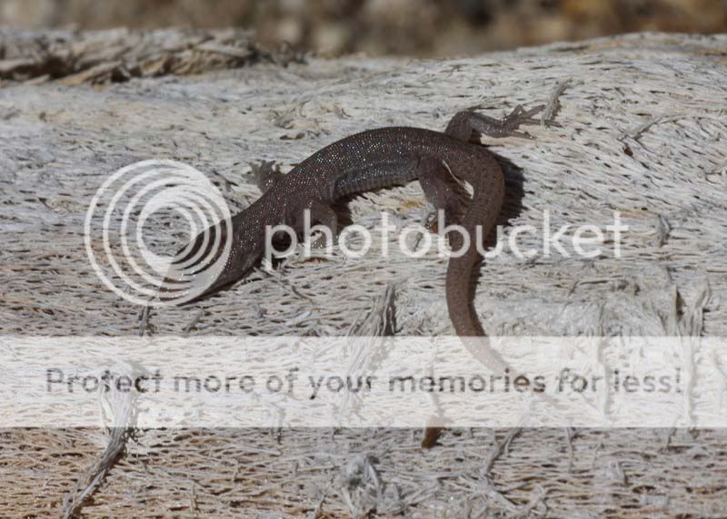 Post your tiny lizards - Field Herp Forum