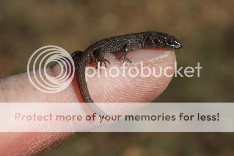 Post your tiny lizards - Field Herp Forum