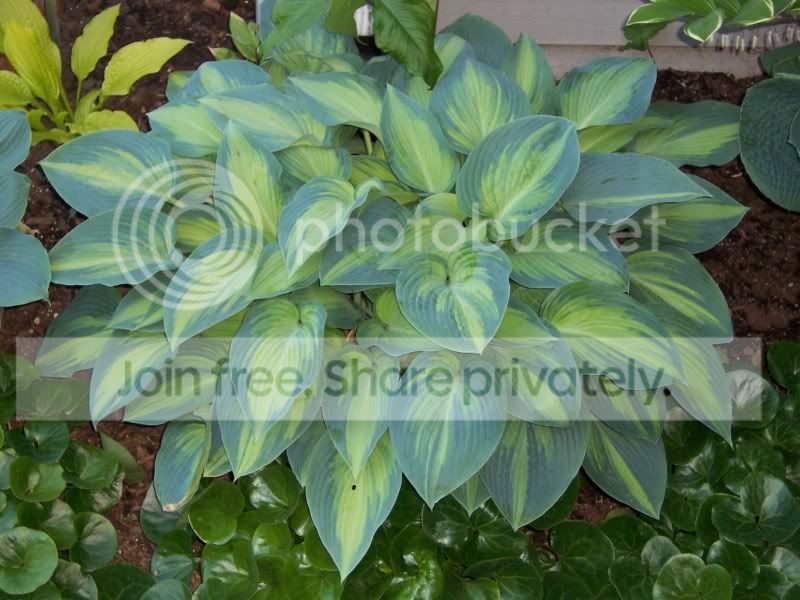 Hosta 'June'