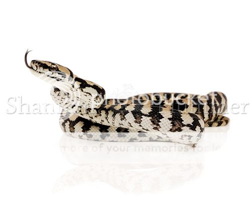 Recent Photo Shoots | Aussie Pythons & Snakes Forum