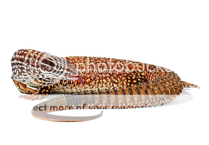 Lizard Photo Shoot - Shannon Plummer | Aussie Pythons & Snakes Forum