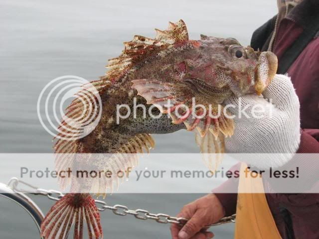 What is the ugliest fish you have ever caught? | Page 4 | IFish Fishing ...