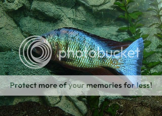 What is a fossie? Pics? | Cichlid Fish Forum