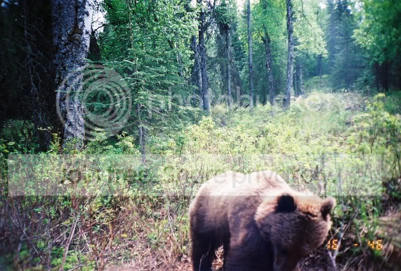 Bear baiting pictures - 24hourcampfire