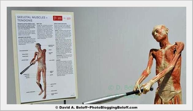 BODIES REVEALED gives us a rare look inside the human body – The ...