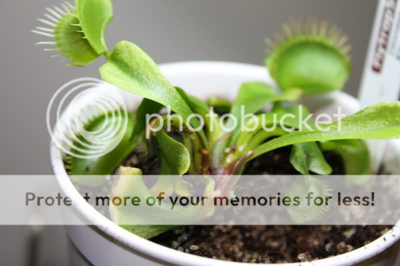 Is my trap dying? (now have pics!!!) - FlyTrapCare Forums