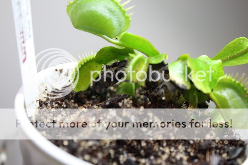 Is my trap dying? (now have pics!!!) - FlyTrapCare Forums