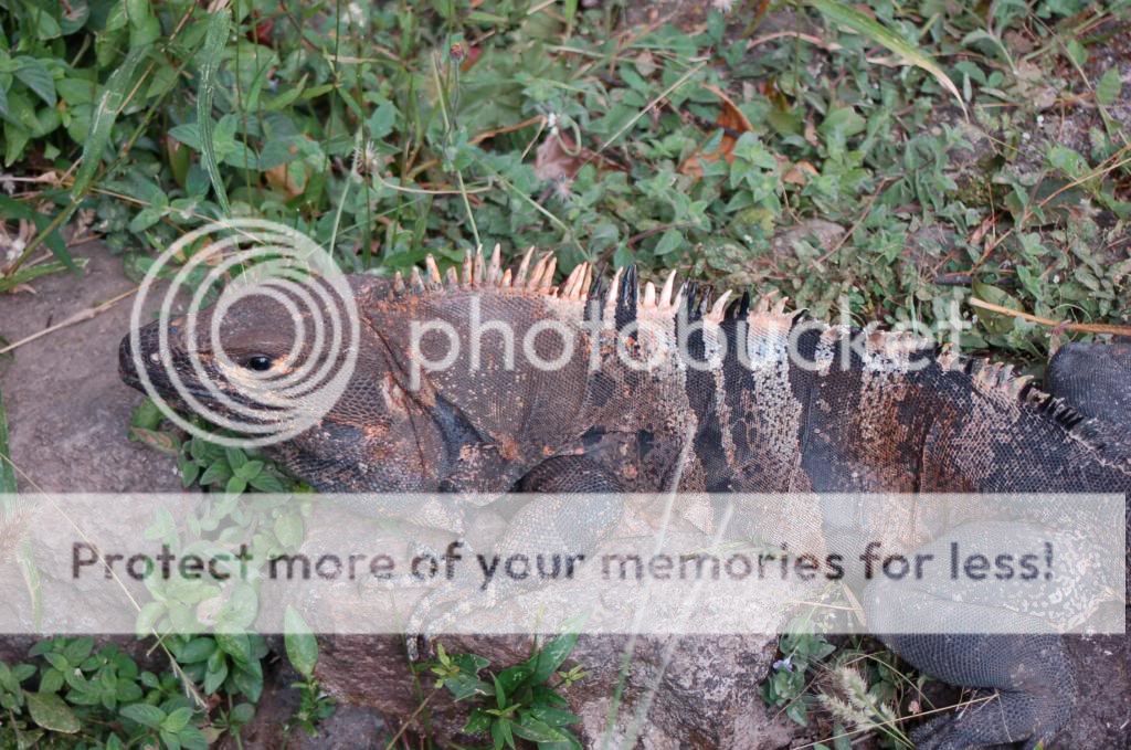 Caulker Caye Lizard i.d.? - Field Herp Forum