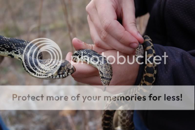 Bull snakes schmull snakes - Field Herp Forum