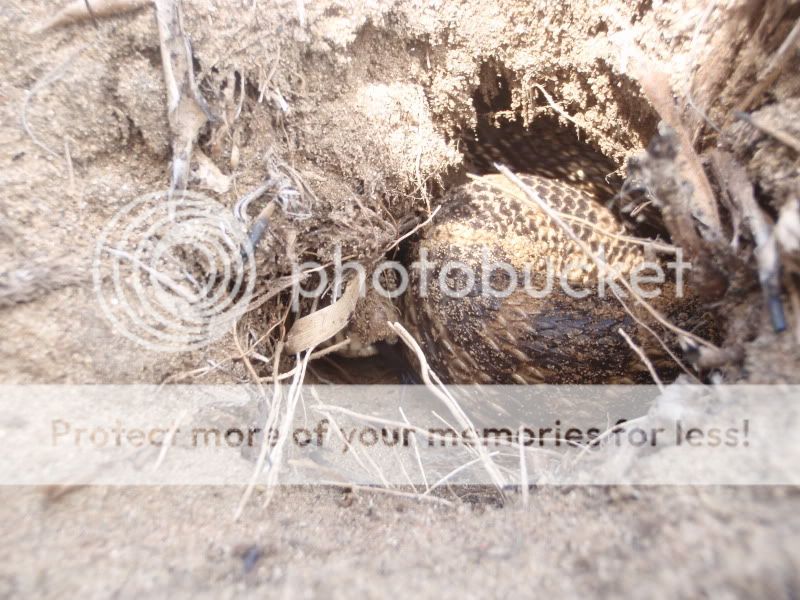 Bull snakes schmull snakes - Field Herp Forum