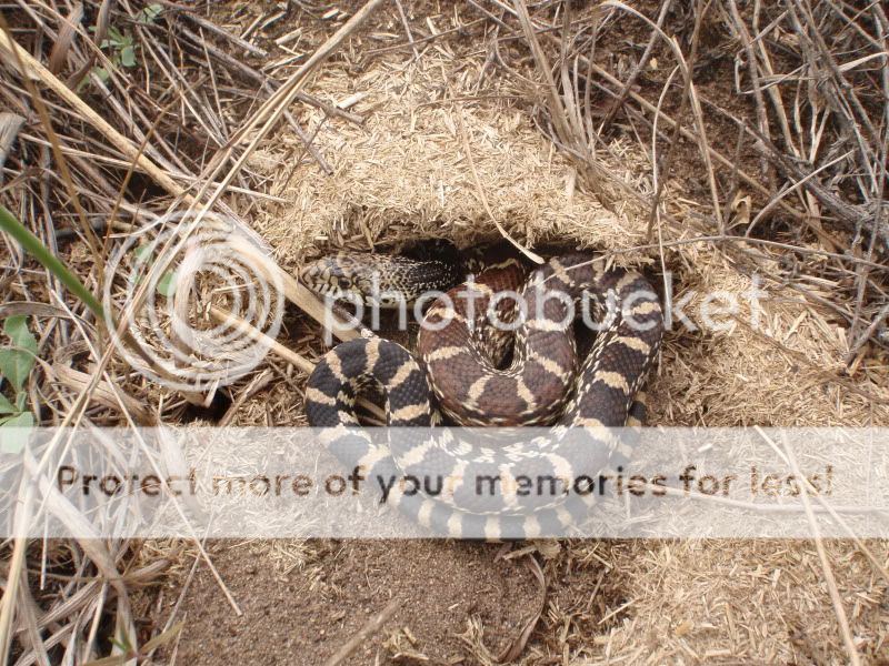 Bull snakes schmull snakes - Field Herp Forum
