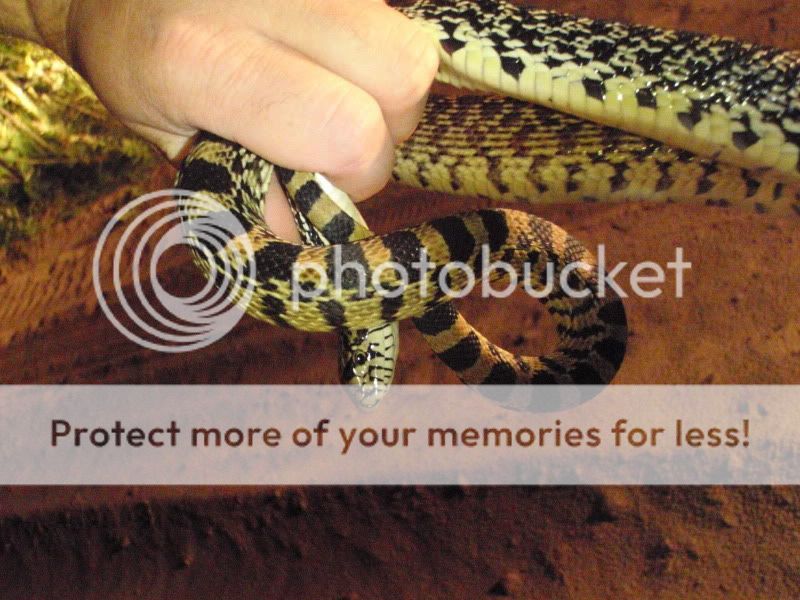 Bull snakes schmull snakes - Field Herp Forum
