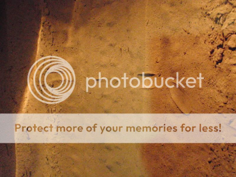 Bull snakes schmull snakes - Field Herp Forum