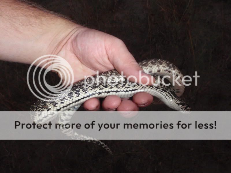 Bull snakes schmull snakes - Field Herp Forum