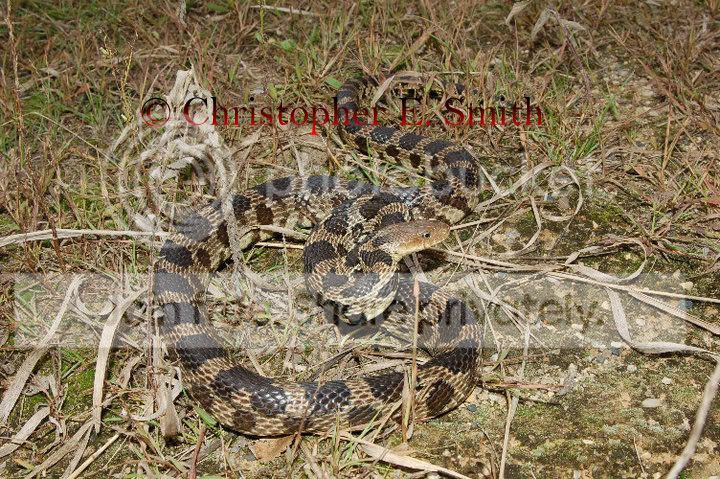Info on hybrid foxsnake please - Field Herp Forum