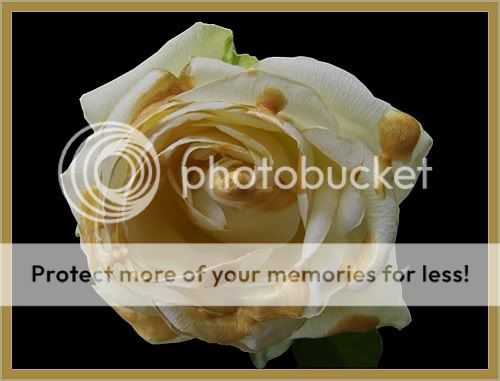 [foto]rozen zijn rood, violen zijn blauw.... • Bokt.nl