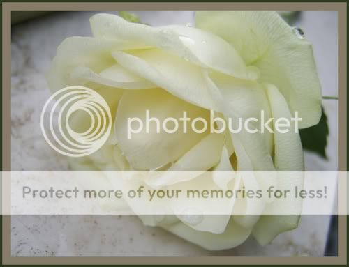 [foto]rozen zijn rood, violen zijn blauw.... • Bokt.nl