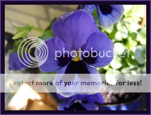 [foto]rozen zijn rood, violen zijn blauw.... • Bokt.nl