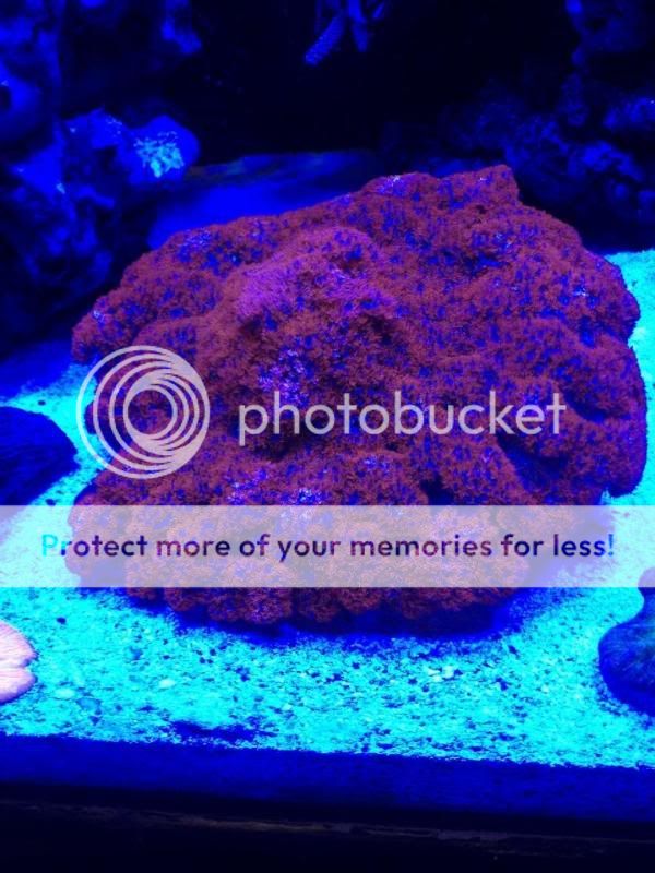 Fire anemone ?. - Reef Central Online Community