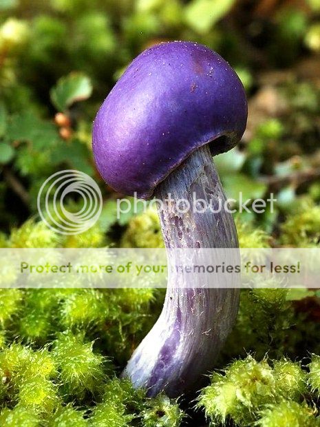36 Exotic Mushrooms You Have Never Seen [PICS] | Tekkaus